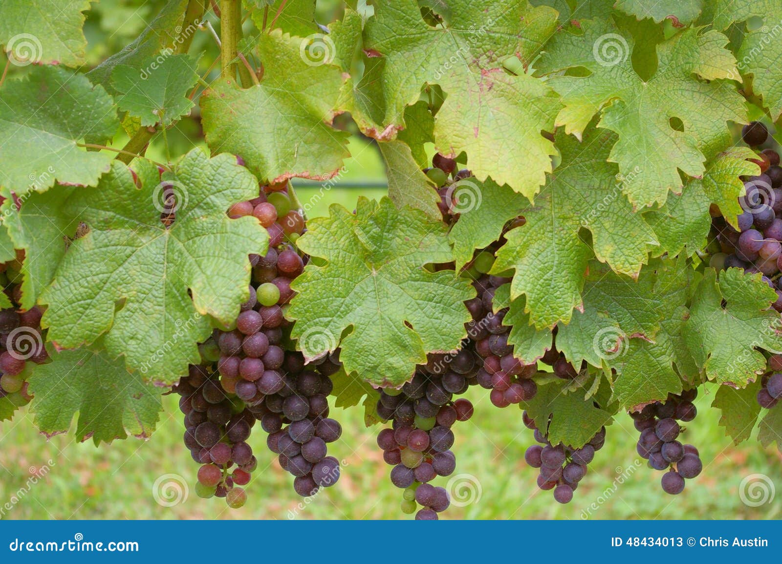 Druiven op de Wijnstok stock afbeelding. Image of wijnmakerijen - 48434013