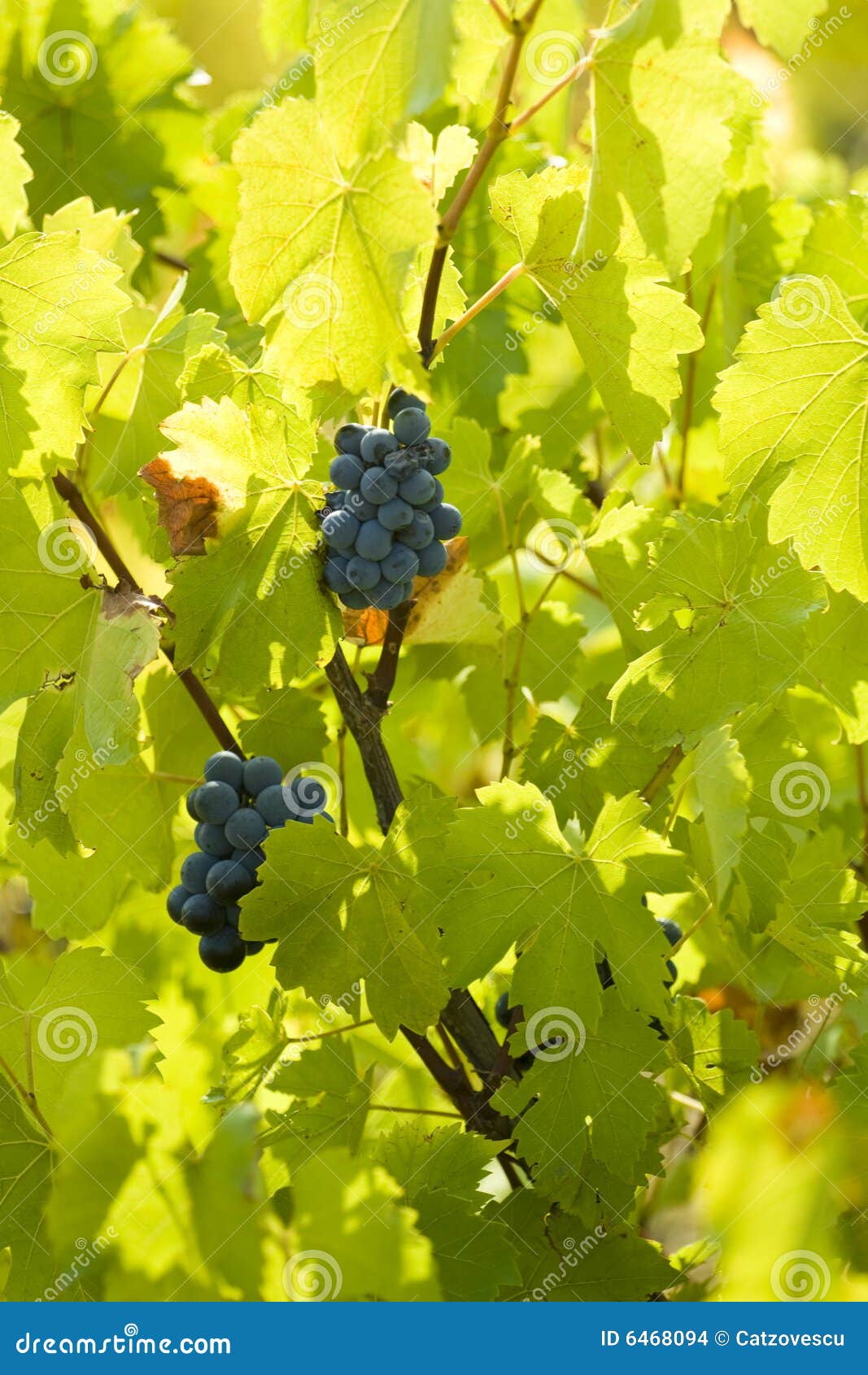 Druiven op de wijnstok stock foto. Image of vegetatie - 6468094