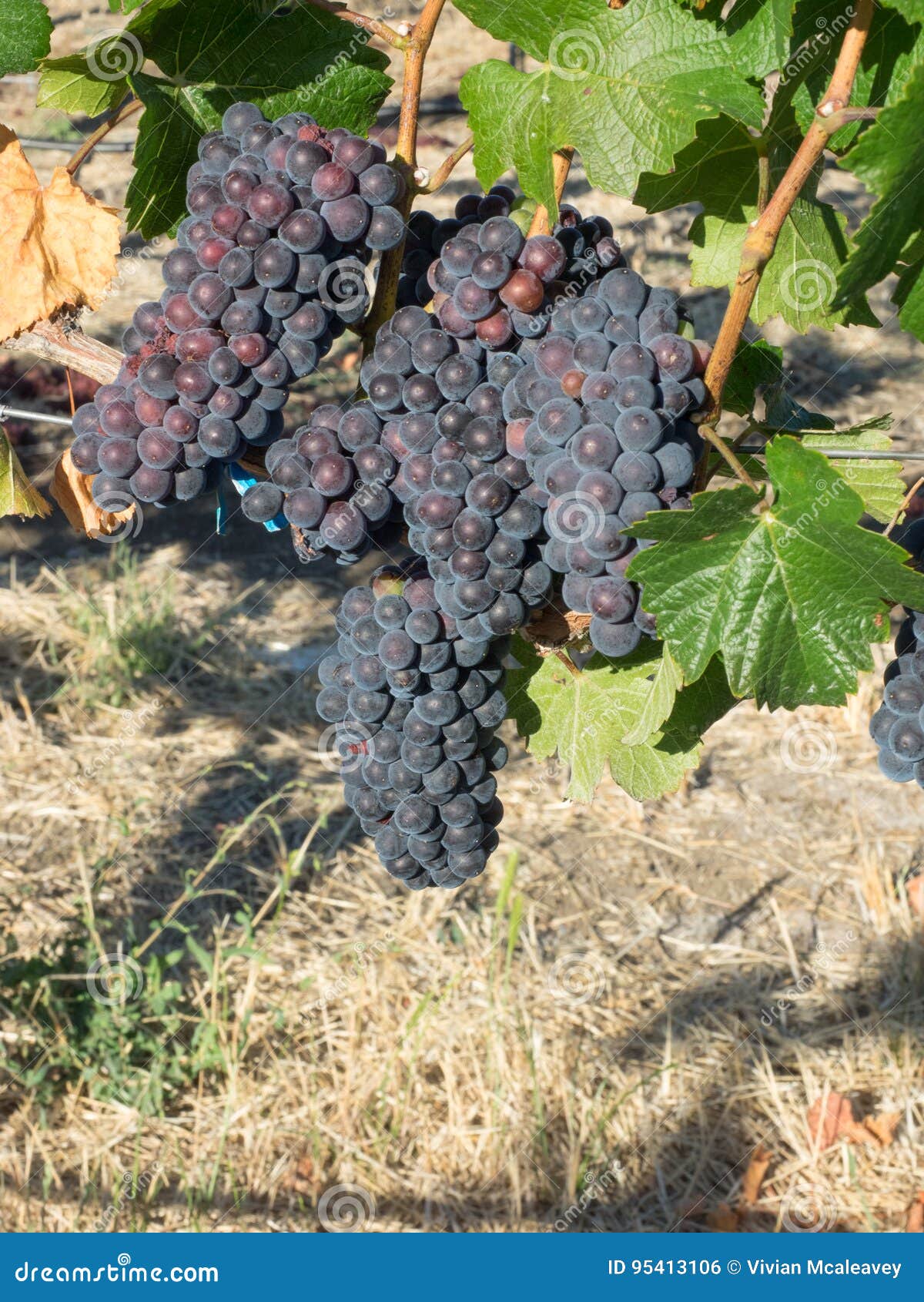 Druiven op de Wijnstok stock foto. Image of landbouw - 95413106
