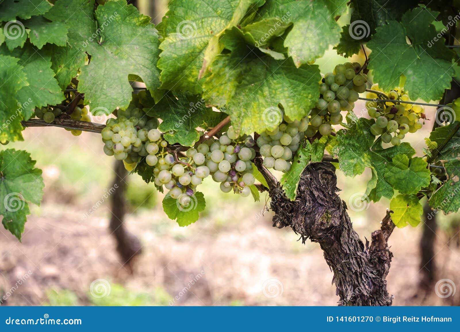 Druiven op de Wijnstok stock foto. Image of voedsel - 141601270
