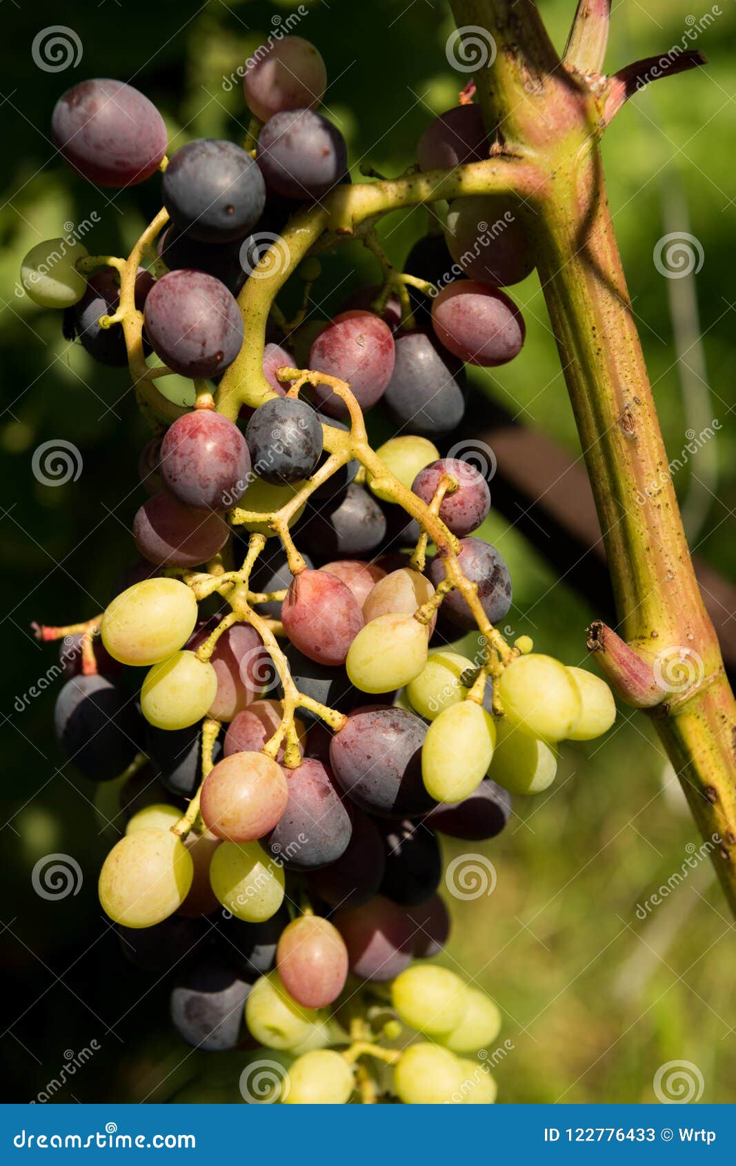 Druiven op een Wijnstok stock afbeelding. Image of wijngaard - 122776433