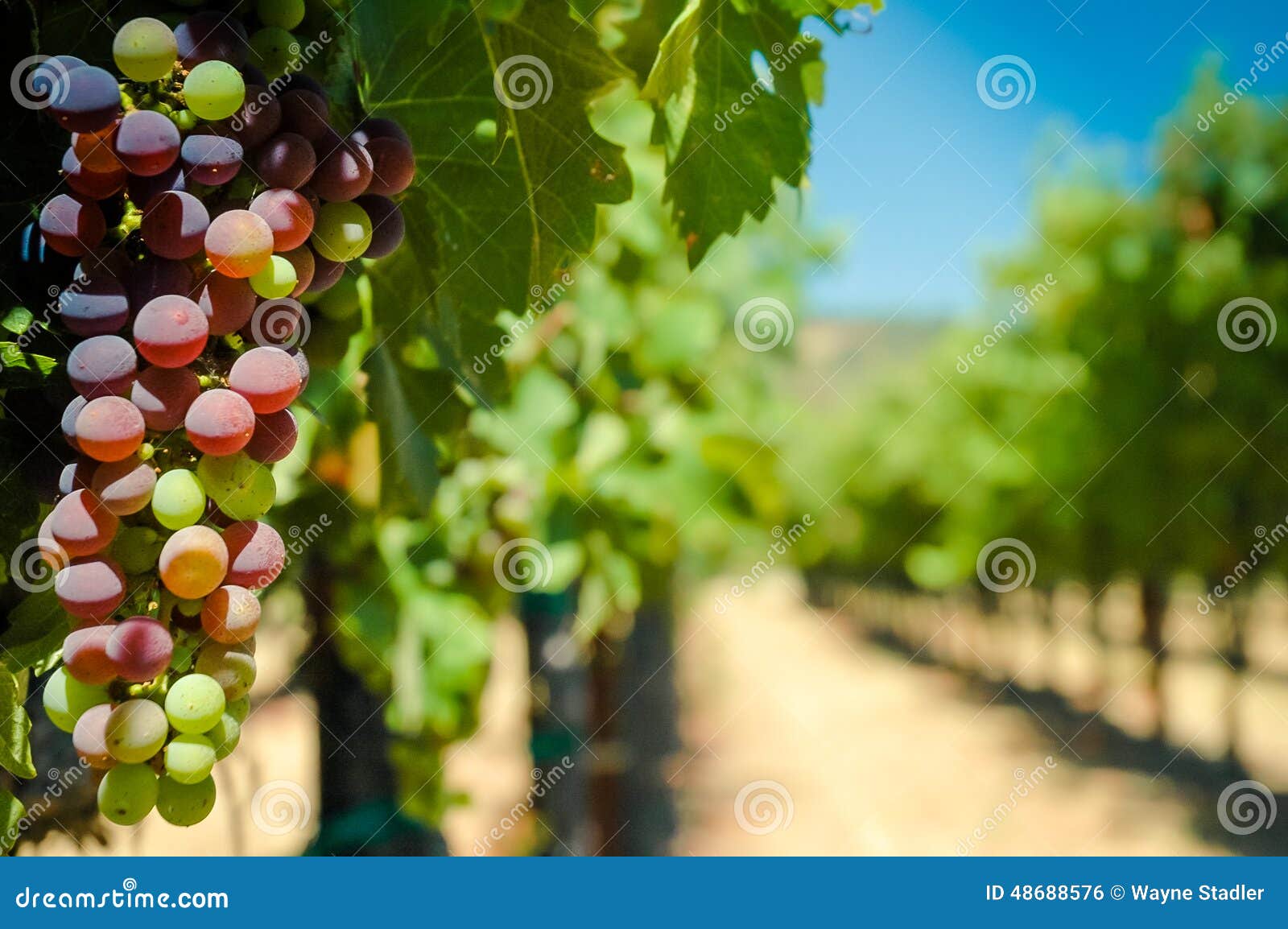Druiven op een Wijnstok stock foto. Image of bladeren - 48688576