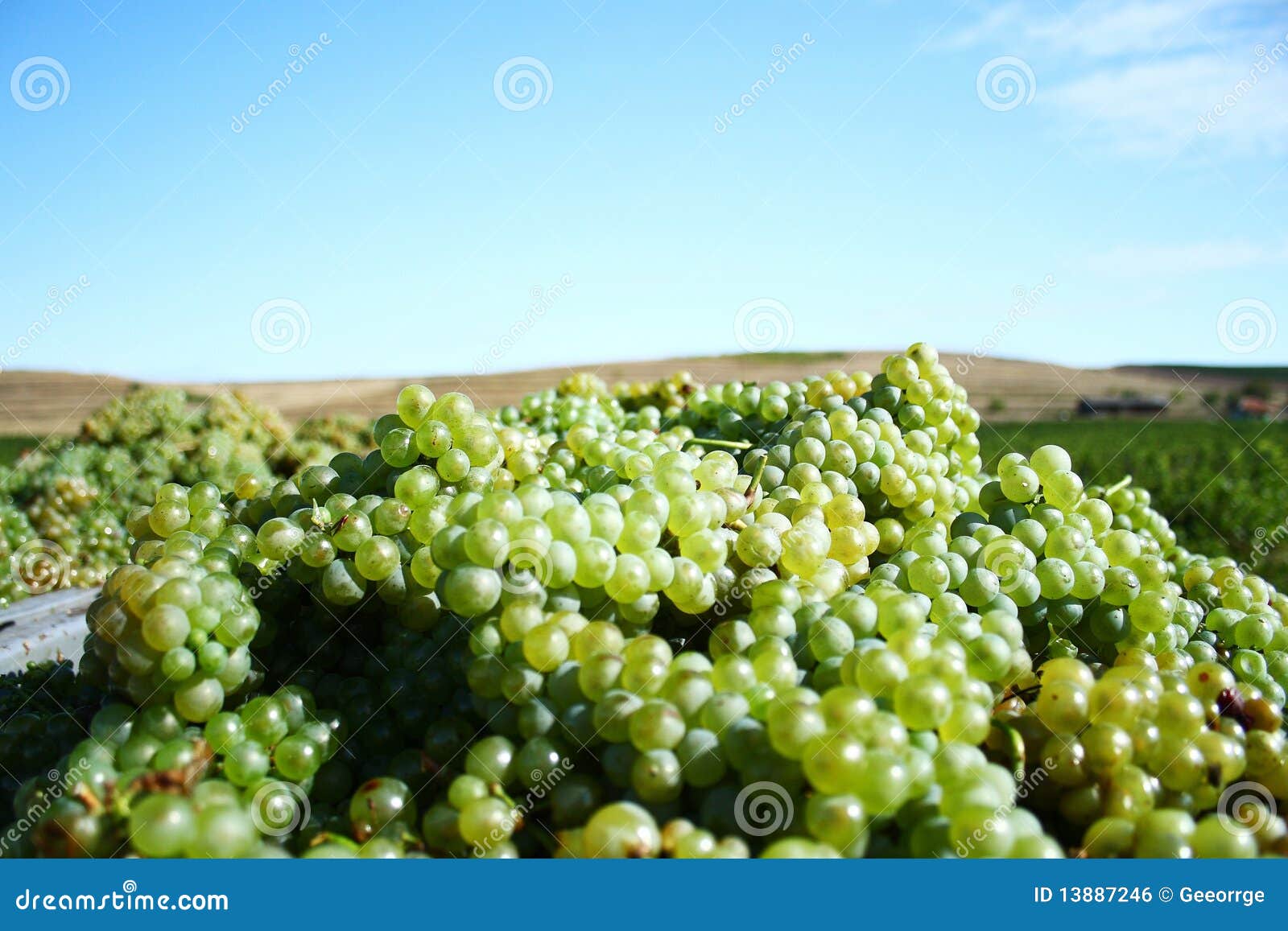 Druiven voor witte wijn stock foto. Image of wijngaard - 13887246