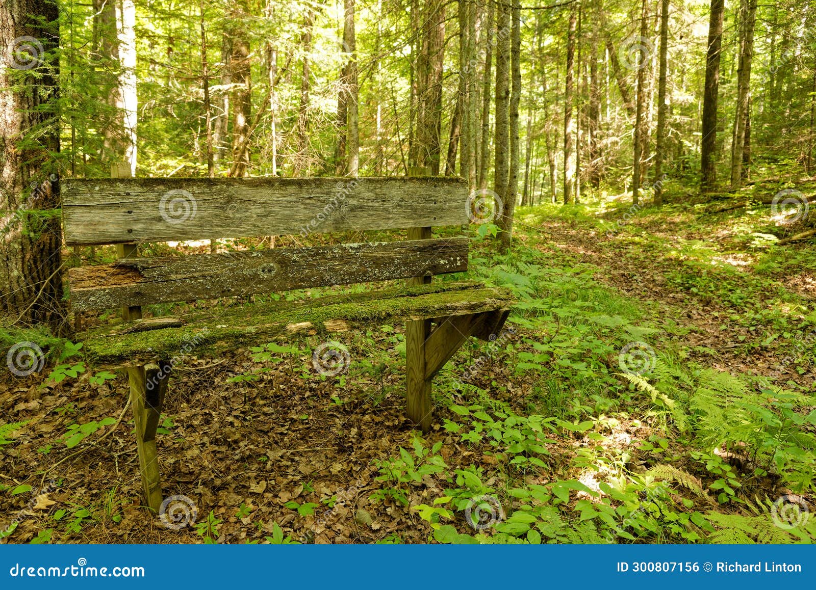 Drummund Lake XC Ski Trails in Summer - Bench Along Path Stock Photo ...