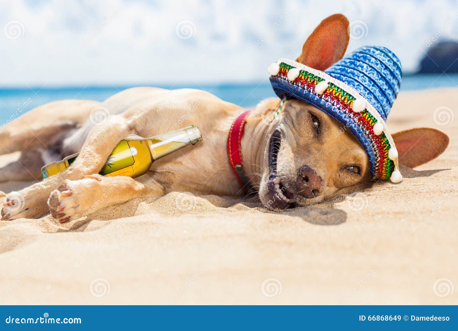 484 Beach Hangover Stock Photos - Free & Royalty-Free Stock Photos from ...