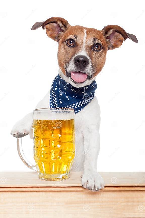 Drunk dog with beer stock image. Image of background - 25092867