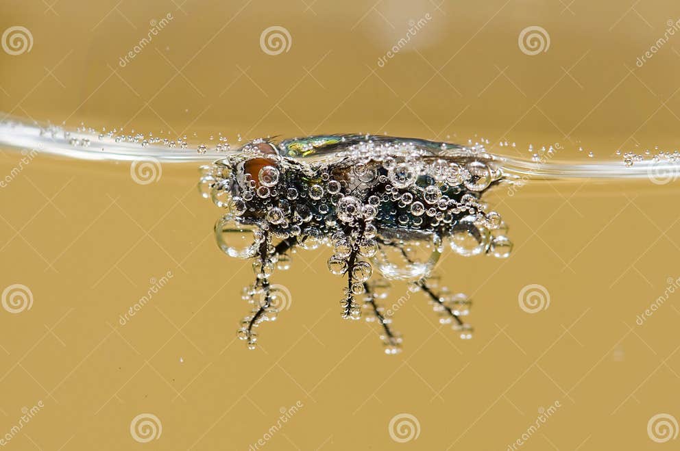 Drunk fly stock photo. Image of drowned, drowning, drunk - 8367176