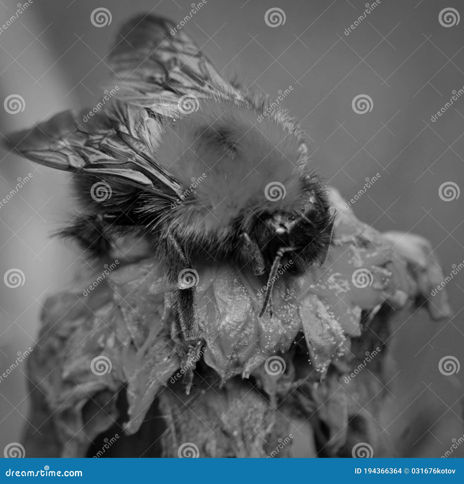 Sleeping Ants Stock Photos - Free & Royalty-Free Stock Photos from ...