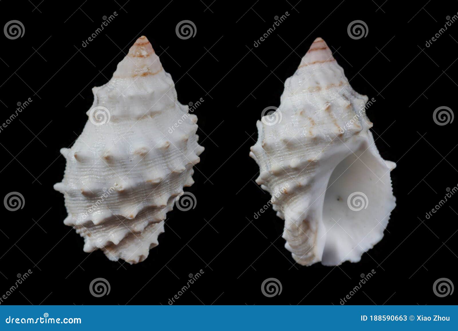 Drupella cornus stock image. Image of latin, lynx, life - 188590663