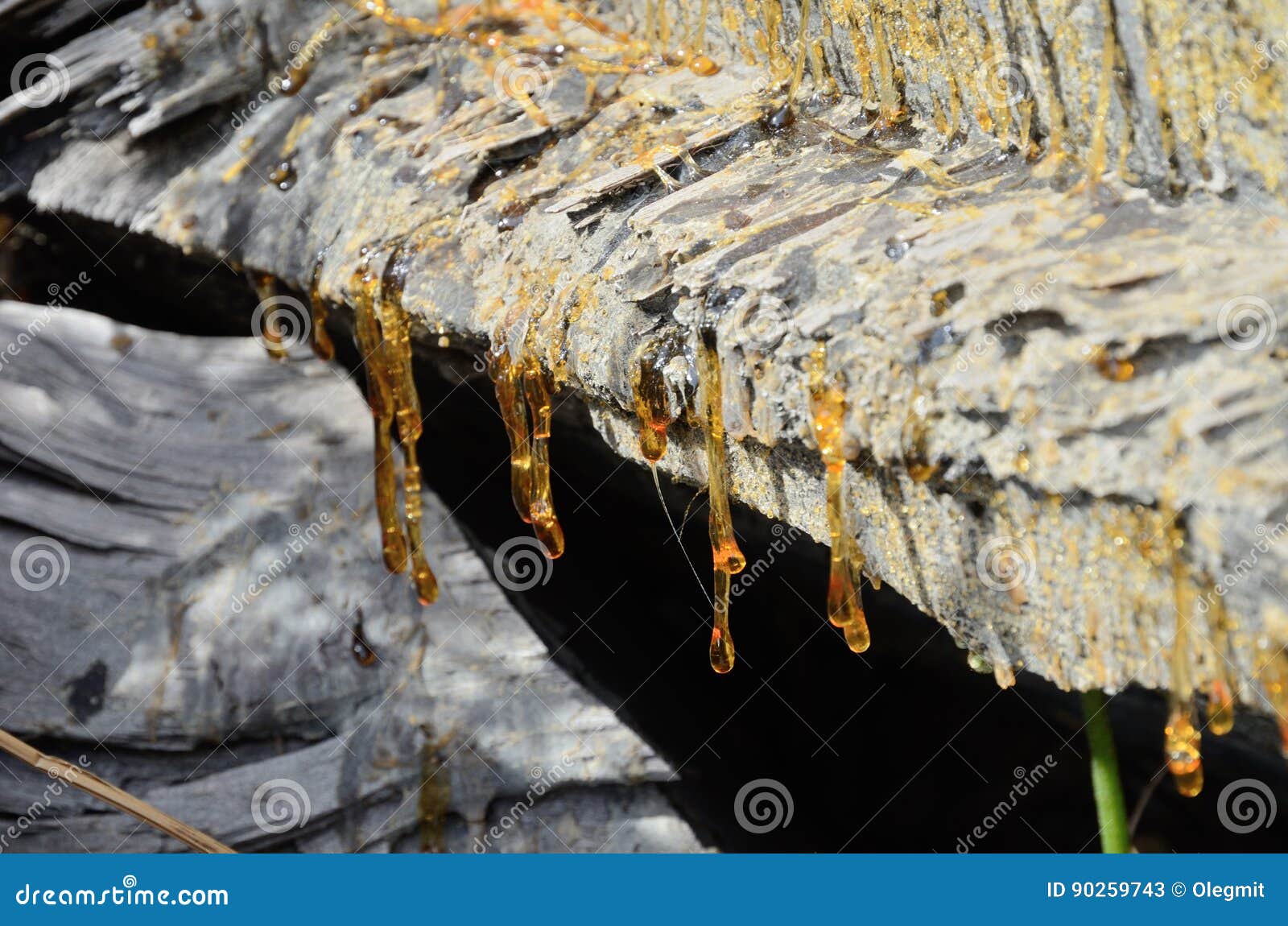 Druppels Van Hars Op De Pijnboombesnoeiing Stock Afbeelding - Image of ...