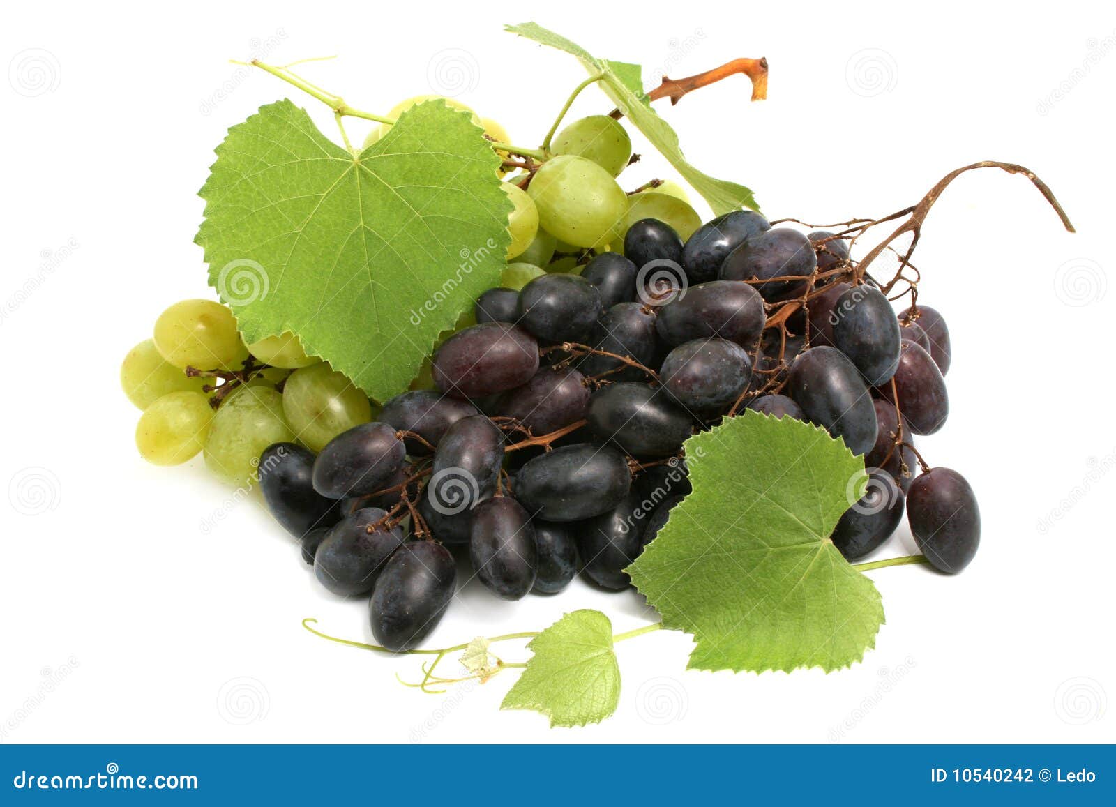 Druva arkivfoto. Bild av blad, löv, frukt, svart, natur - 10540242