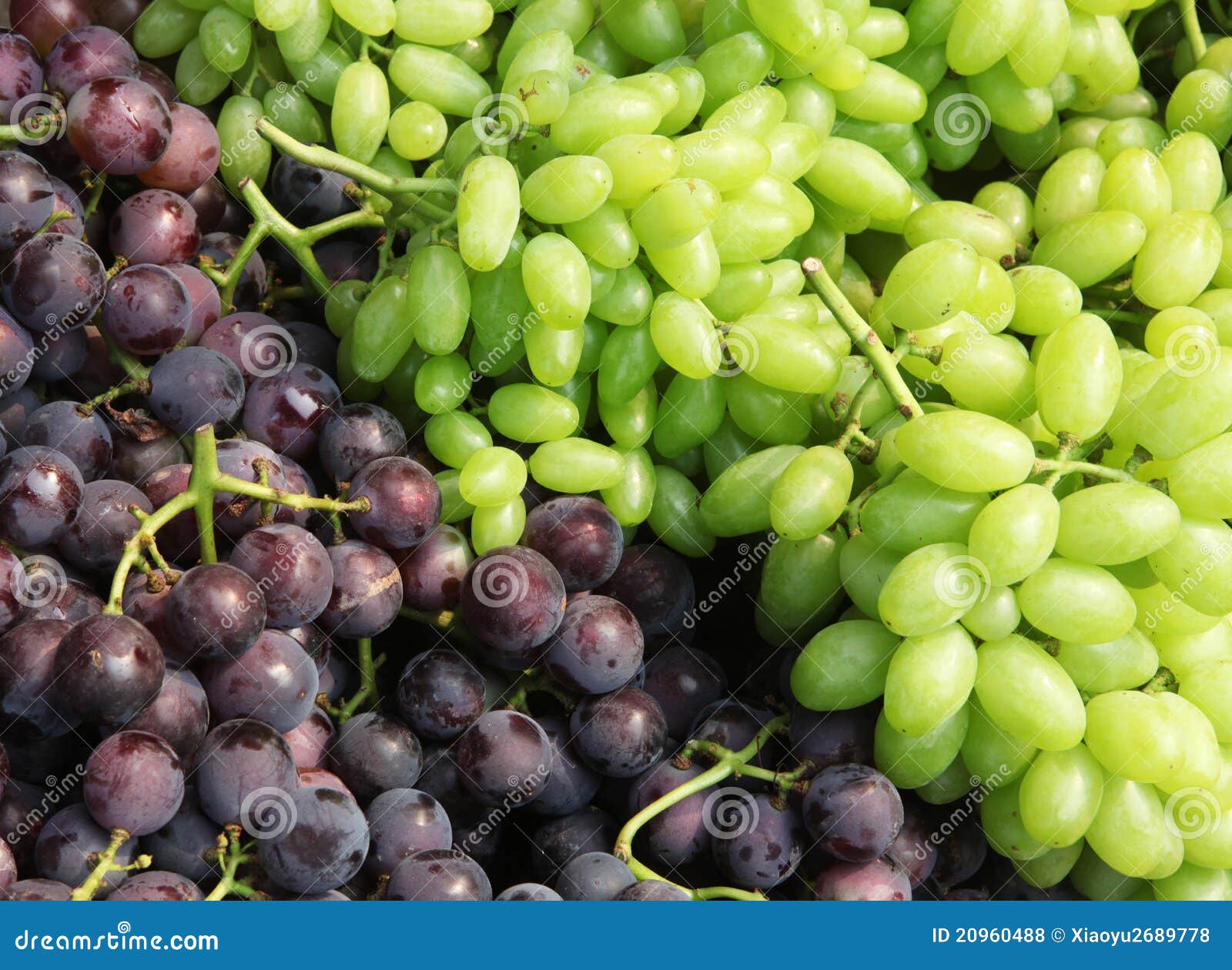 Druva arkivfoto. Bild av industri, frukt, skörd, surt - 20960488