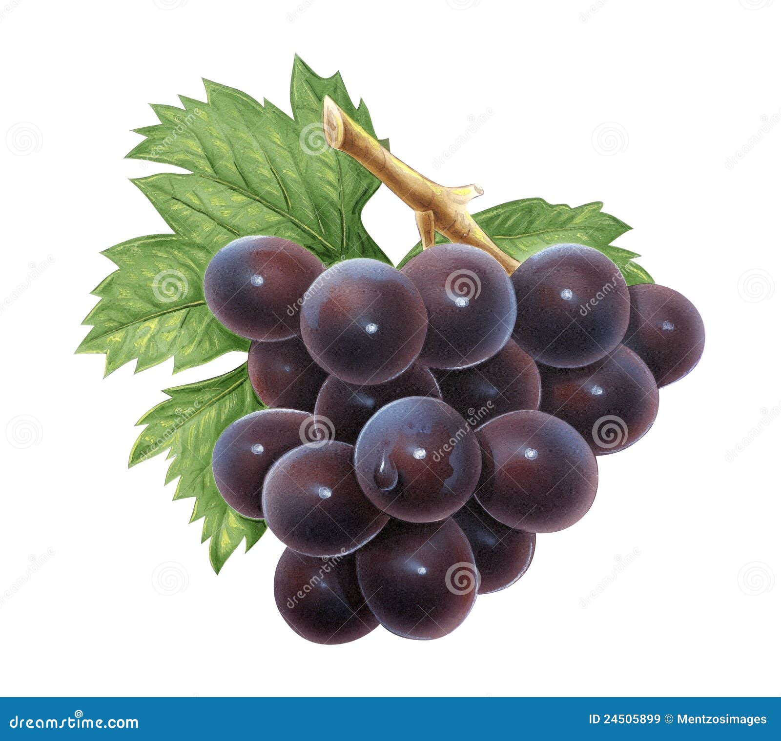 Druva stock illustrationer. Illustration av recept, frukt - 24505899
