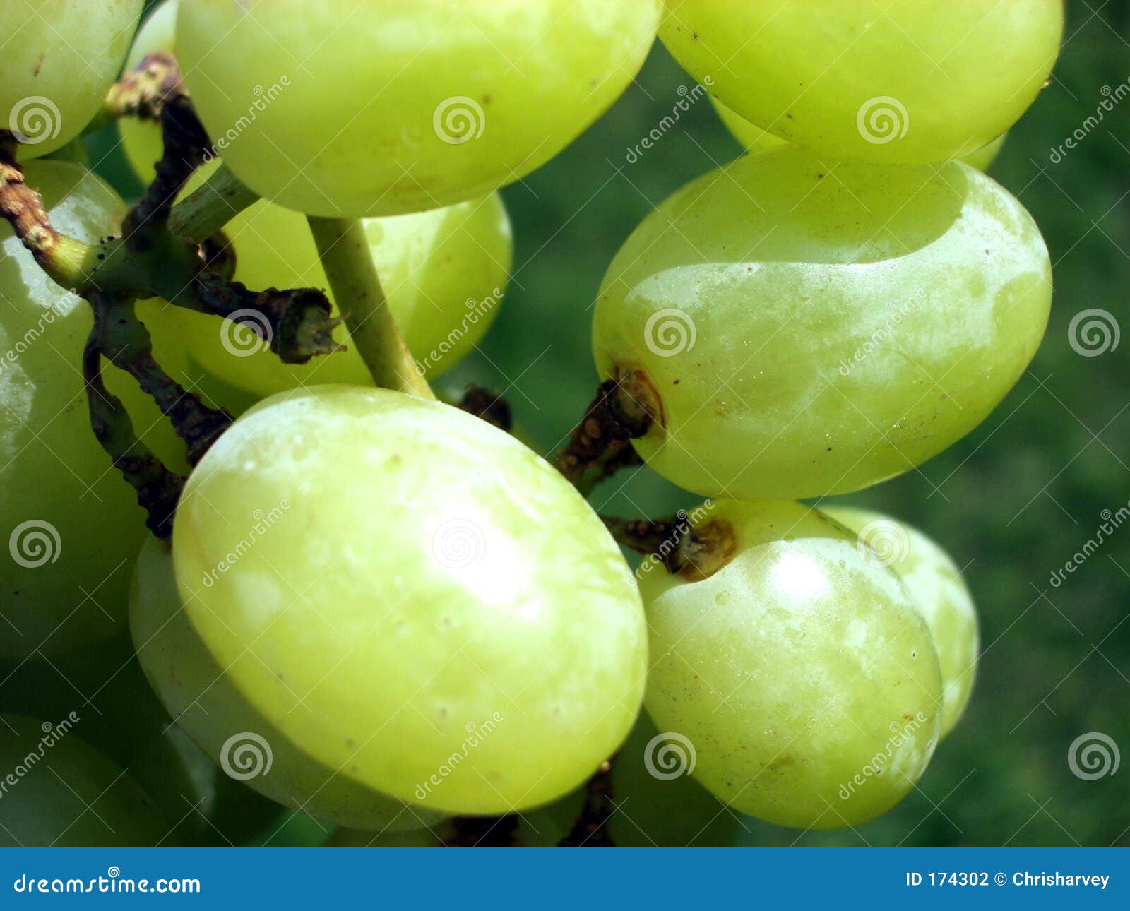 Druva 4 arkivfoto. Bild av växt, druva, floror, växa, stänga - 174302