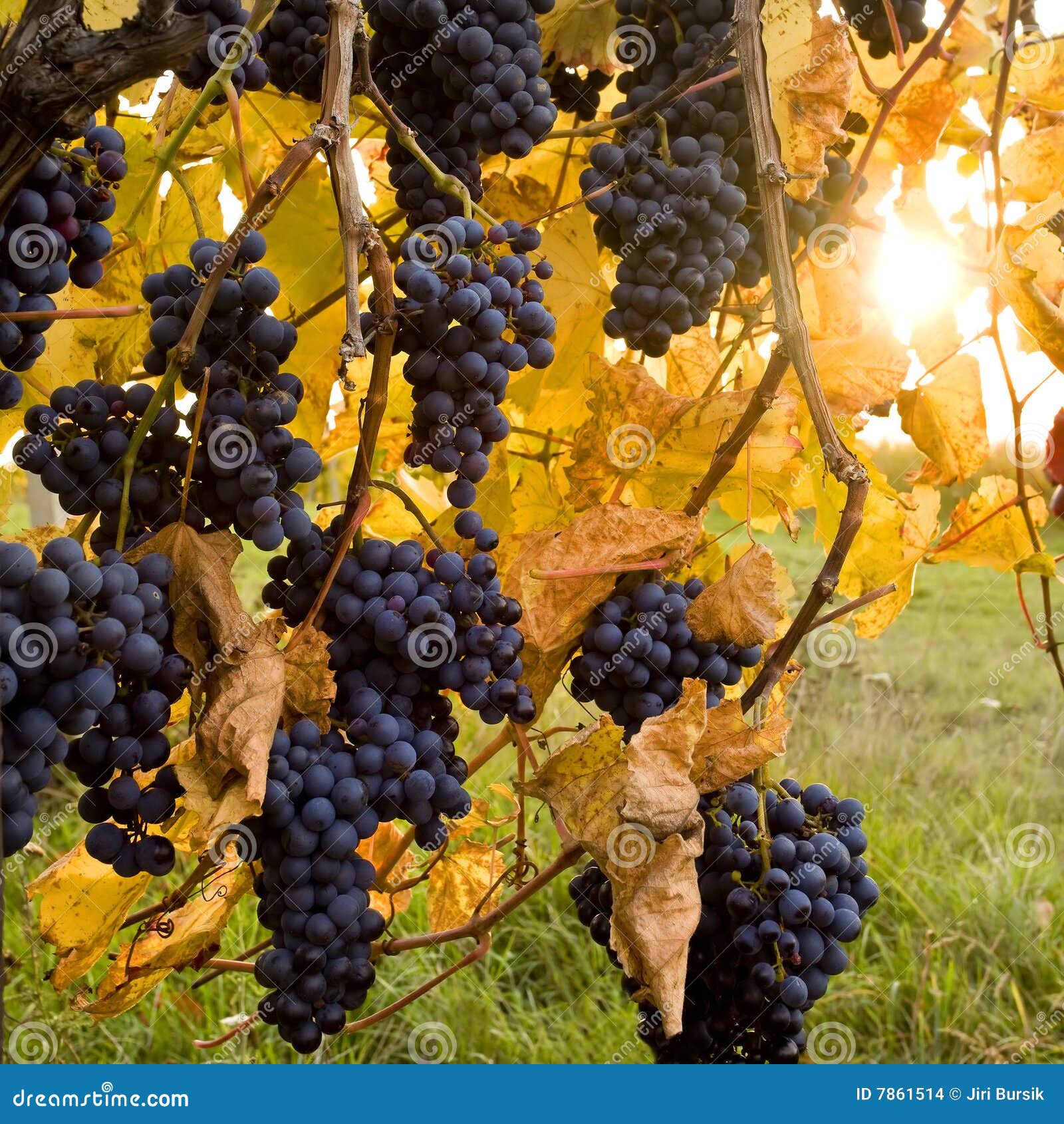 Druva arkivfoto. Bild av vitamin, sunt, skina, sött, grön - 7861514