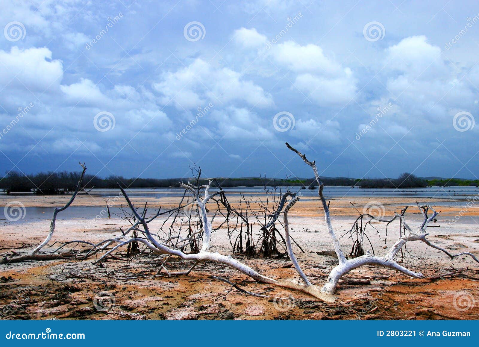 Dry stock image. Image of puerto, plant, branches, branch - 2803221