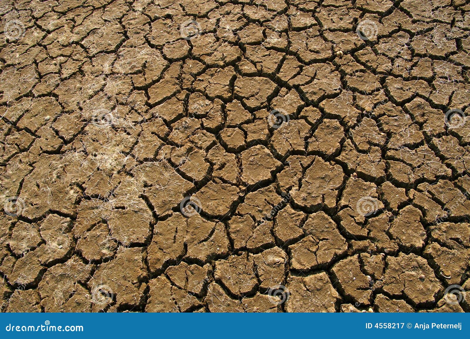 Dry stock image. Image of environment, policy, nature - 4558217