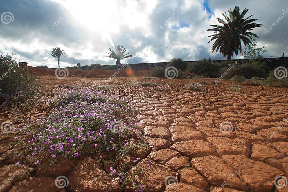 Dry foto de archivo. Imagen de calor, tierra, islas, canario - 75182532