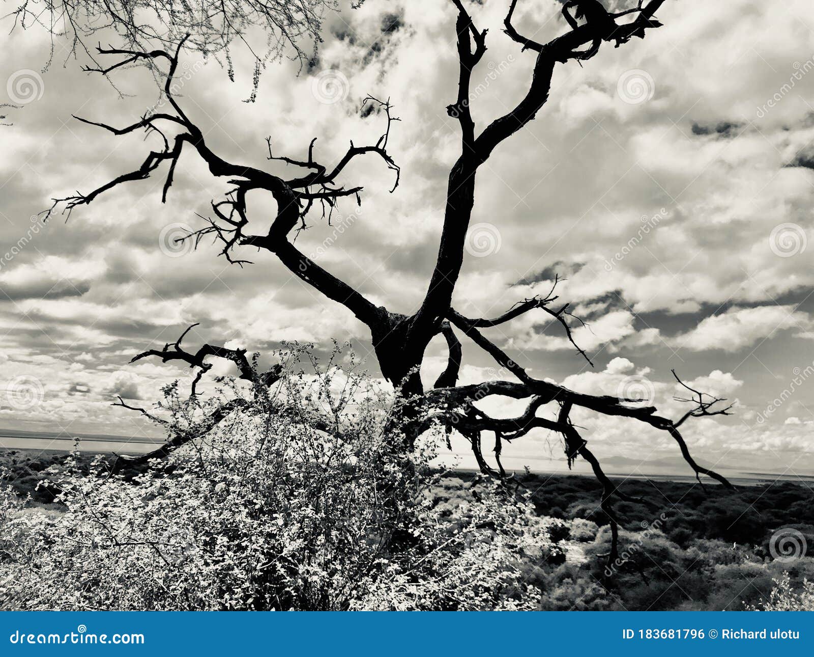 Dry tree stock photo. Image of tree, cloudy, nature - 183681796