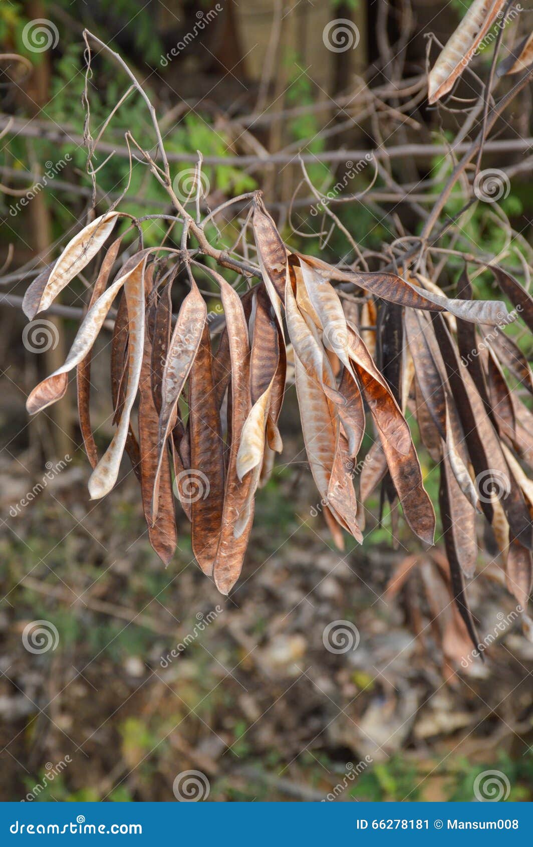 Dry acacia tree in garden stock image. Image of herb - 66278181