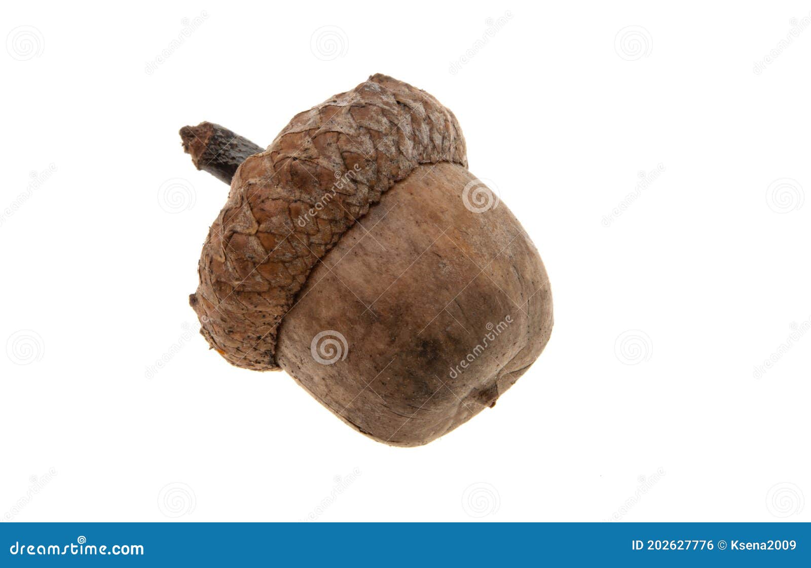 Dry acorn isolated stock photo. Image of seed, dried - 202627776