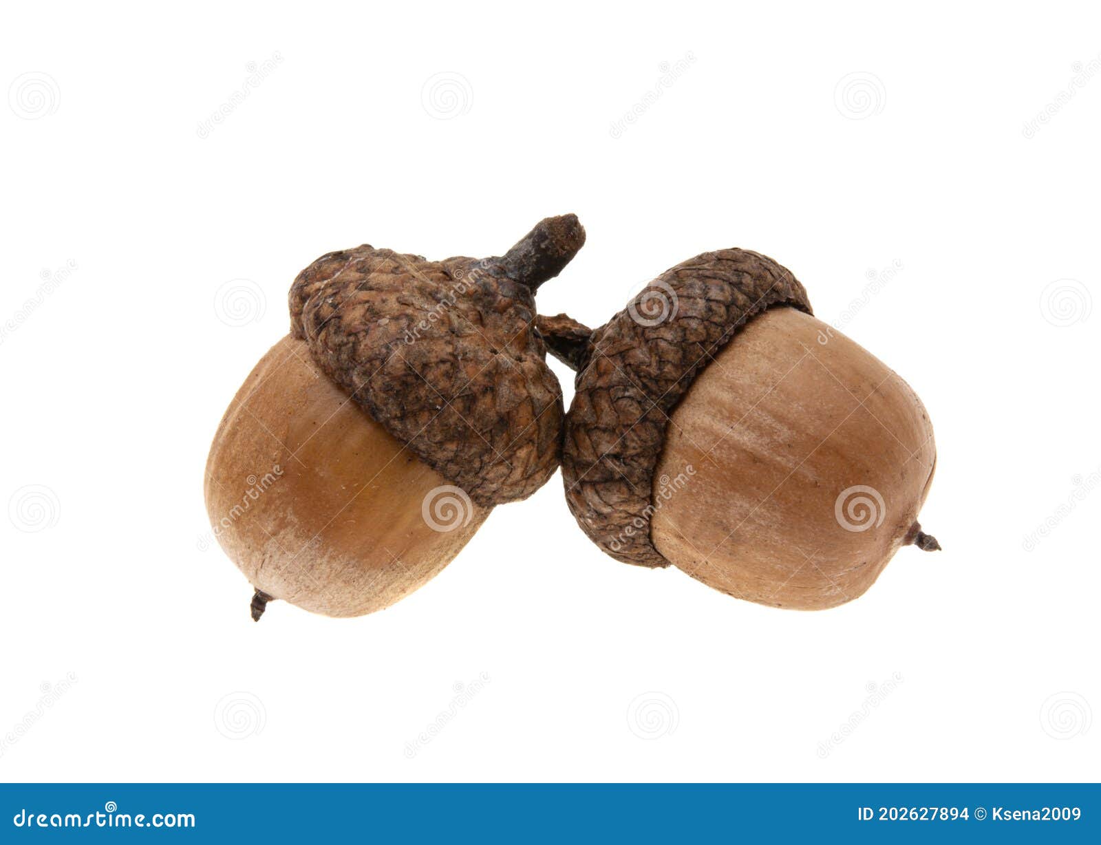 Dry acorn isolated stock photo. Image of brown, fall - 202627894