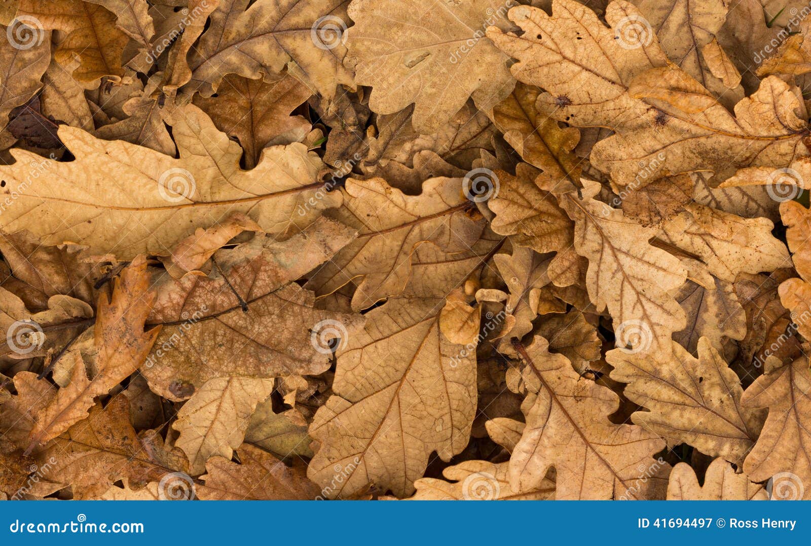 Dry Acron Leaves stock image. Image of leaf, plant, leaves - 41694497