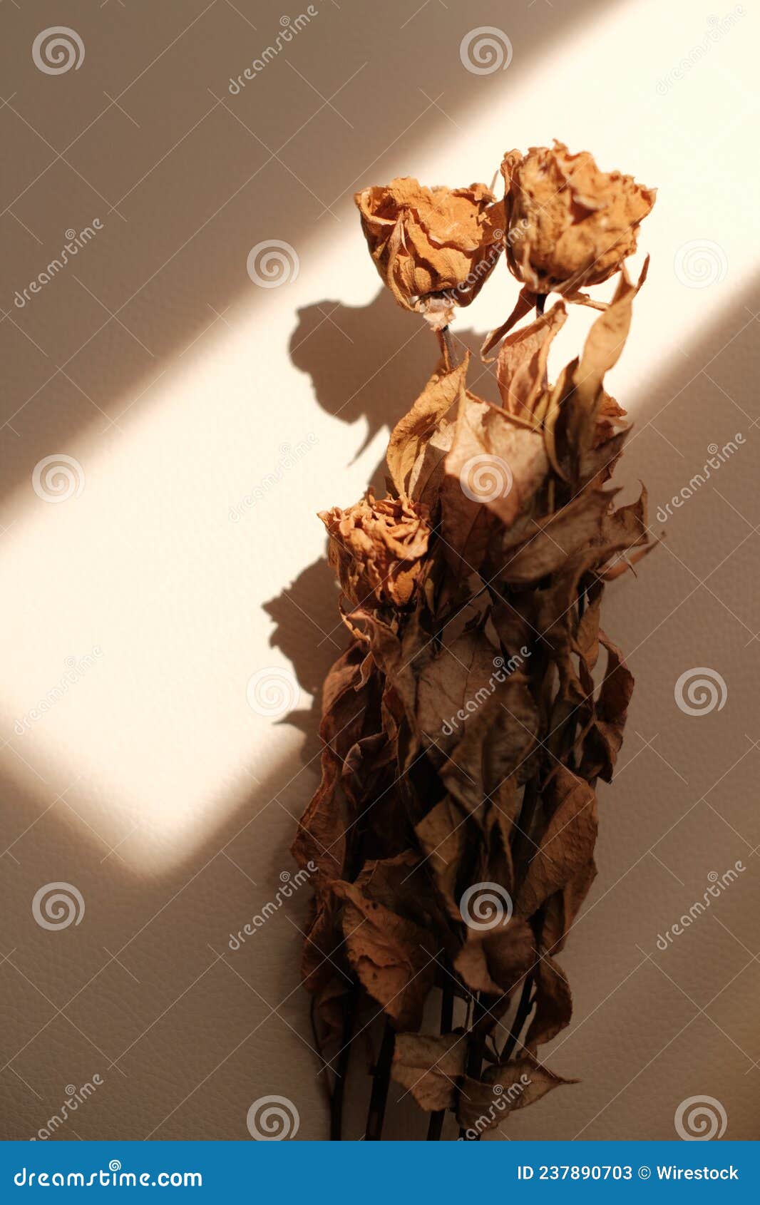 Dry Aesthetic Decorative Flowers Stock Image - Image of retro ...