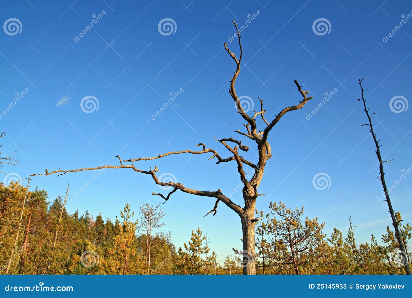 Dry aging pine stock image. Image of path, travel, route - 25145933