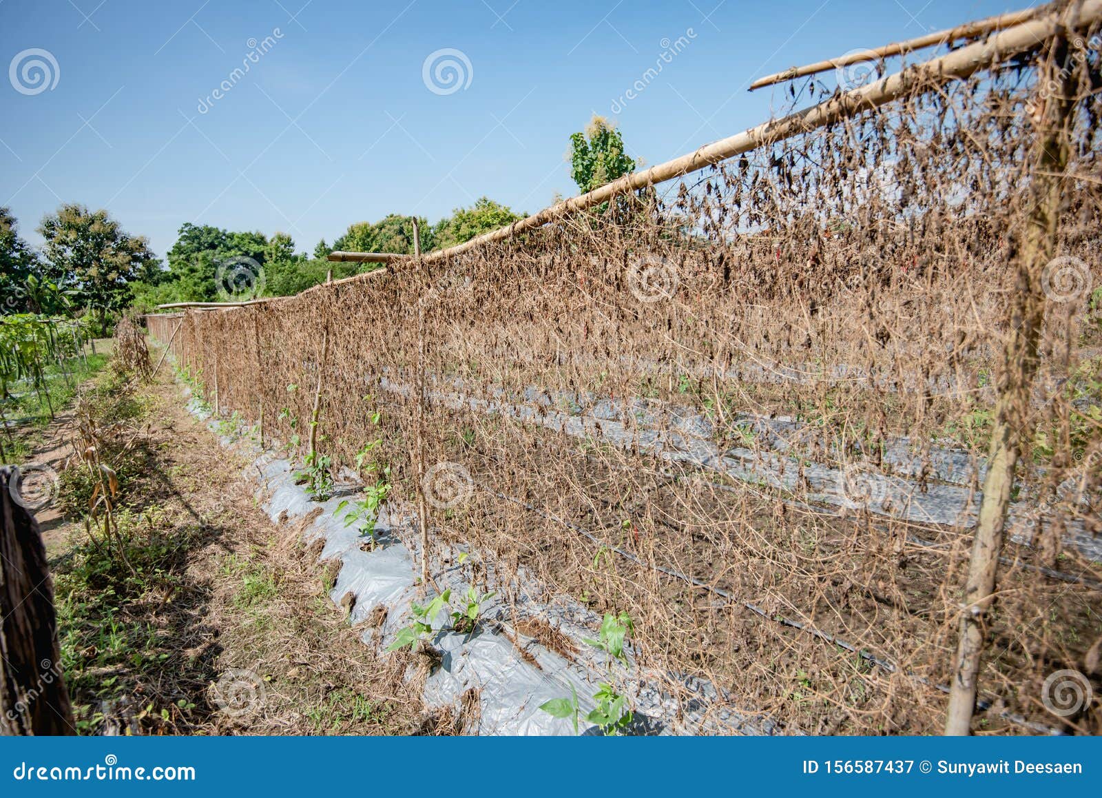 Zucchini Farm, Fresh Zucchini Editorial Photography - Image of natural ...