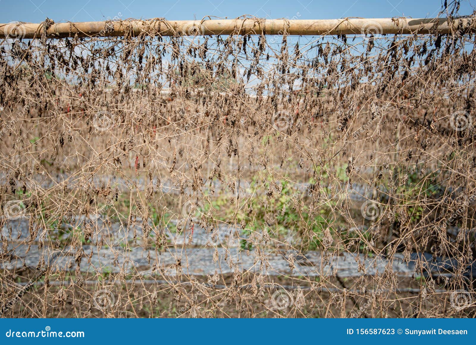 Dry Agricultural Crops in Farm Be Arid Stock Image - Image of ...