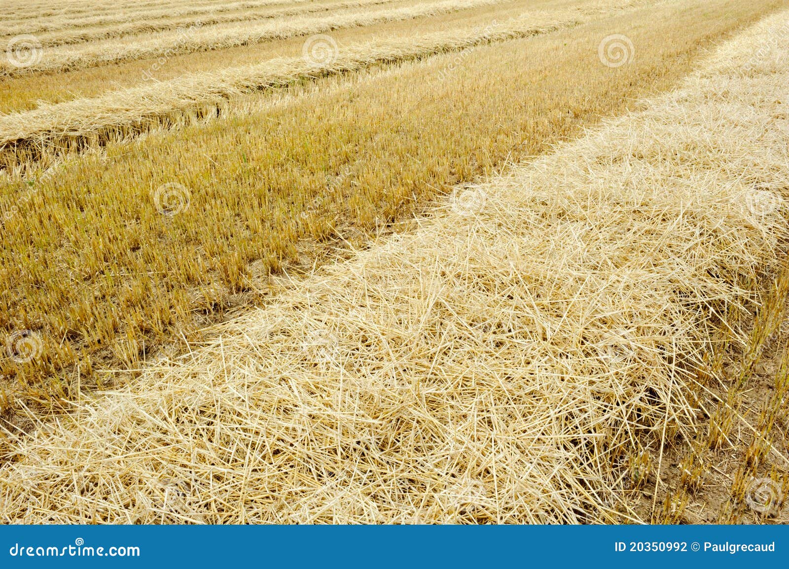 Dry agricultural field stock photo. Image of harvesting - 20350992