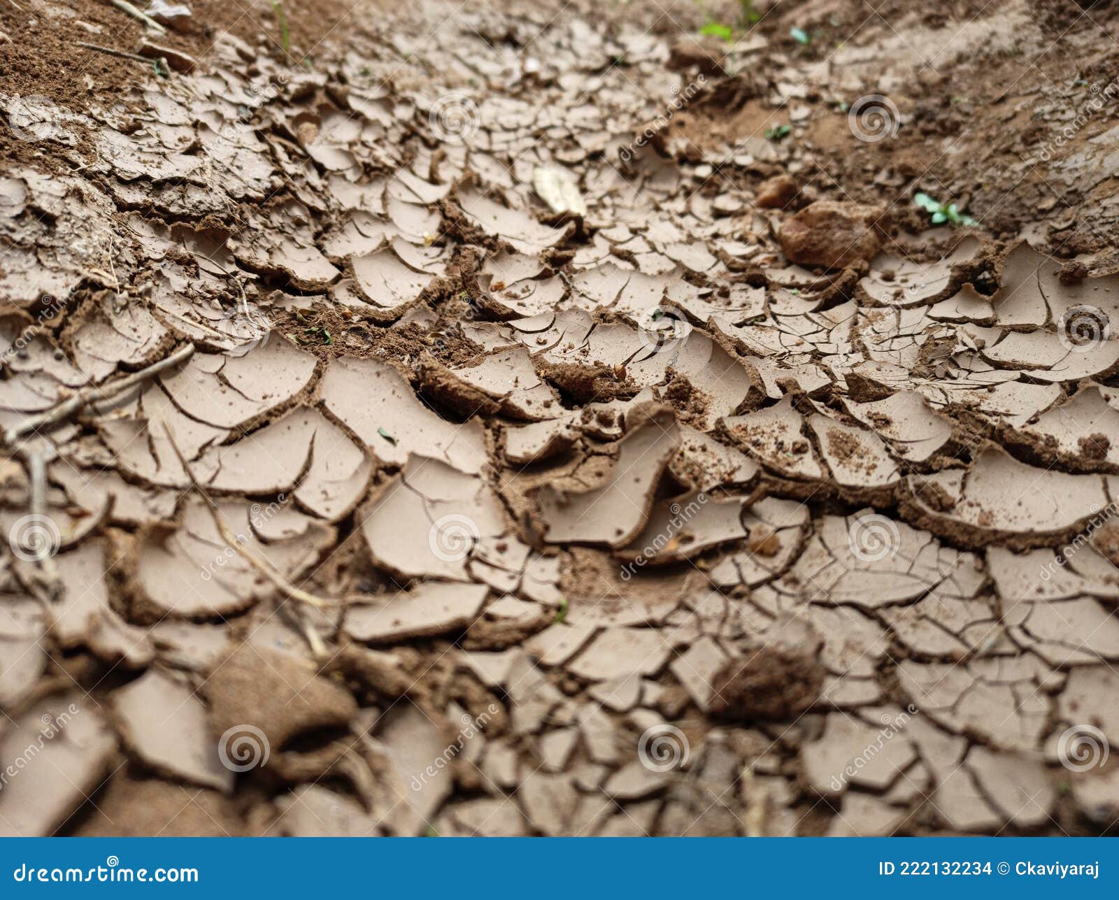 Dry Agriculture Feild on Summer Stock Photo - Image of ground, flower ...