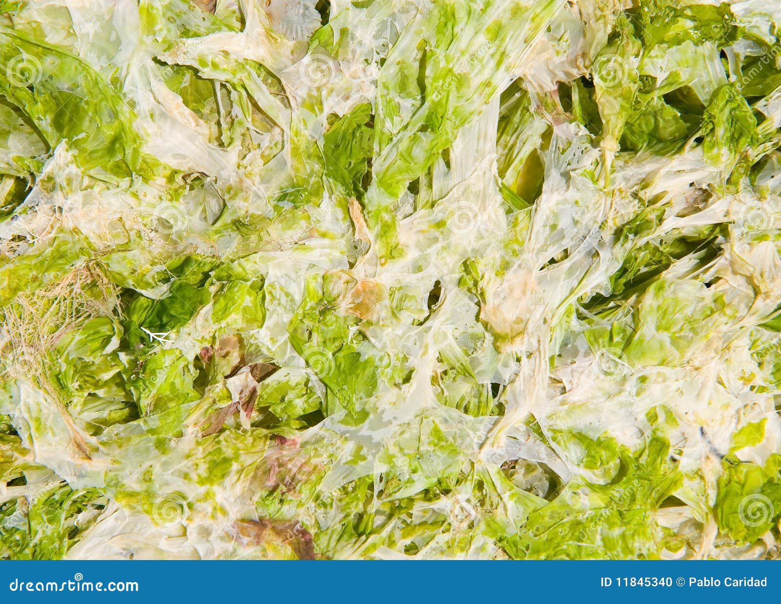 Dry algae. stock photo. Image of flora, plant, botany - 11845340