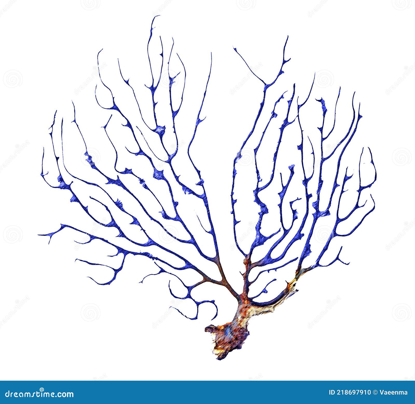 Dry Algae Isolated on White Stock Photo - Image of isolated, biology ...