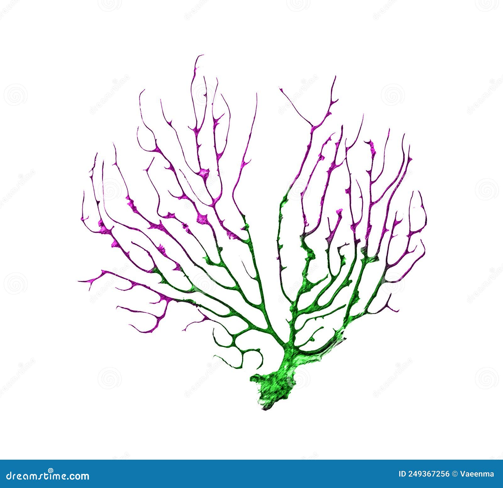 Dry Algae Isolated on White Stock Photo - Image of closeup, background ...