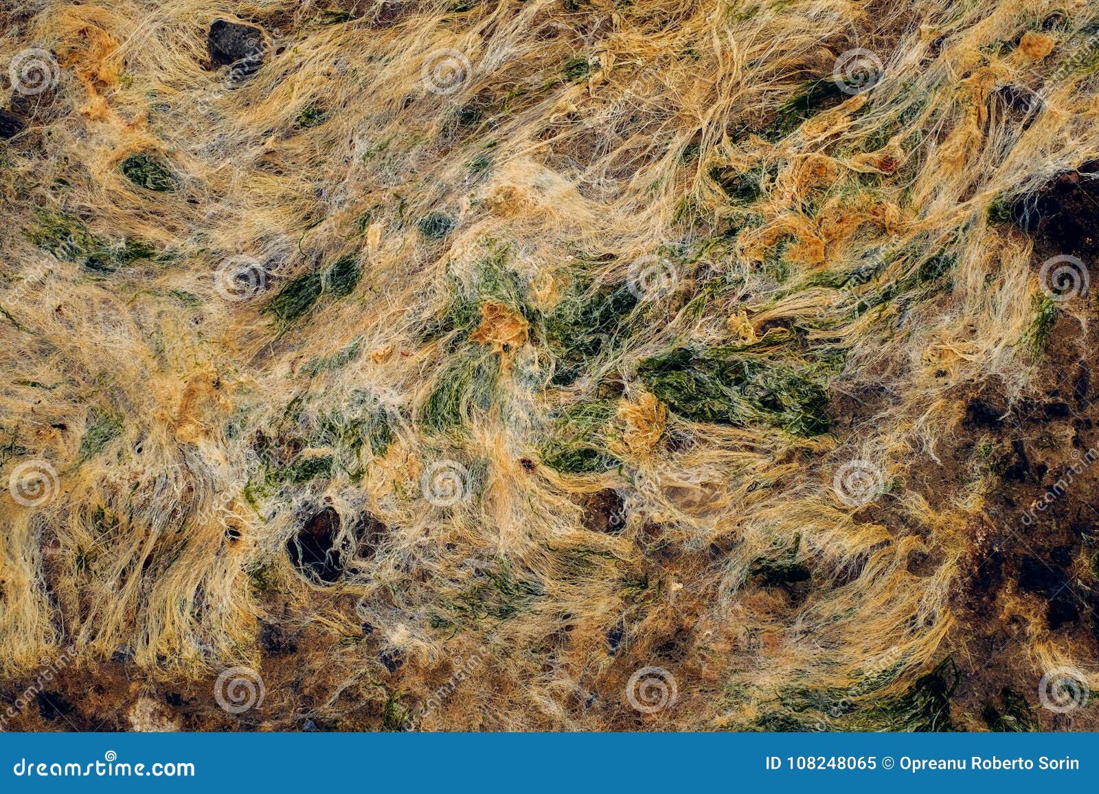 Dry algae on shore stock image. Image of algae, leaves - 108248065