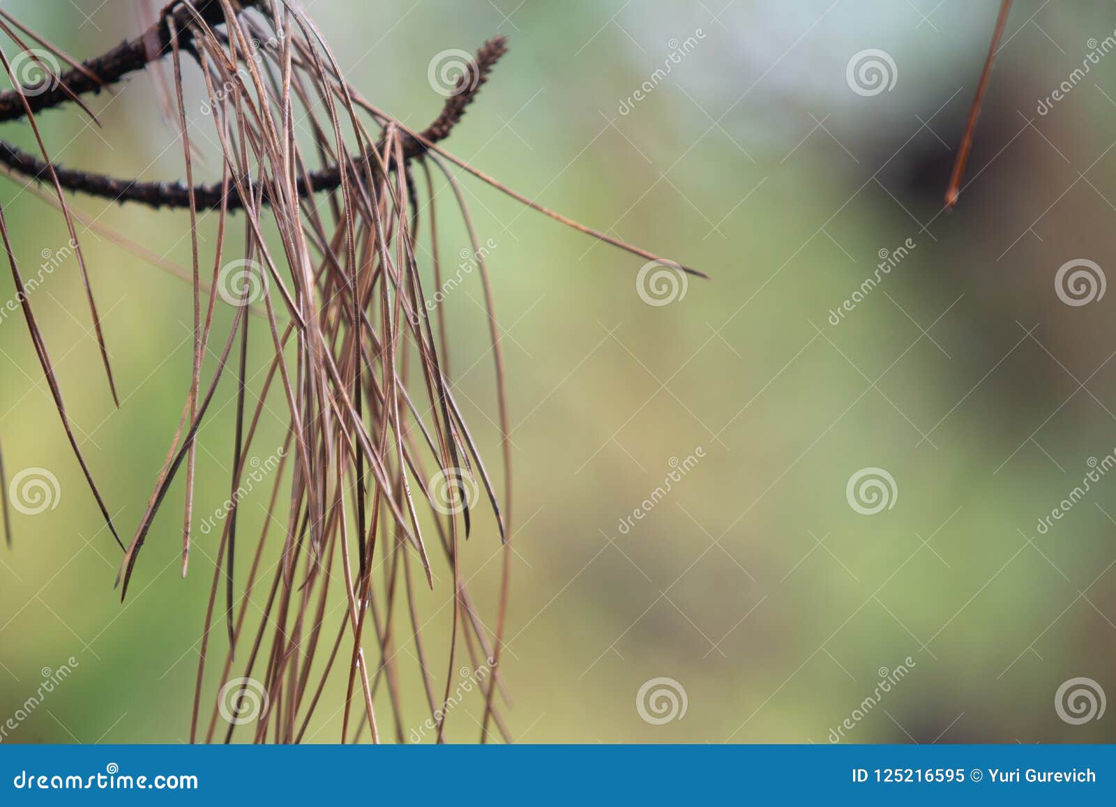 Dry and Alive Branches on the Pine Tree on a Background of a Blurred ...