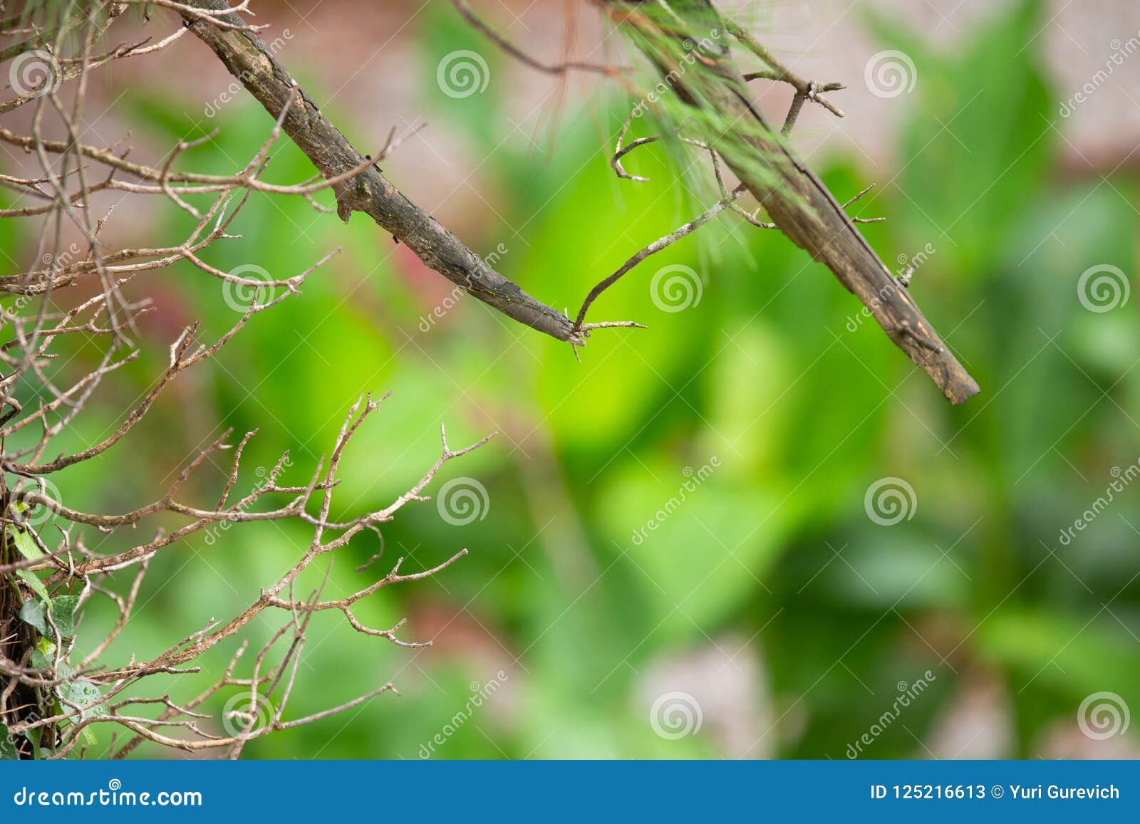 Dry and Alive Branches on the Pine Tree on a Background of a Blurred ...