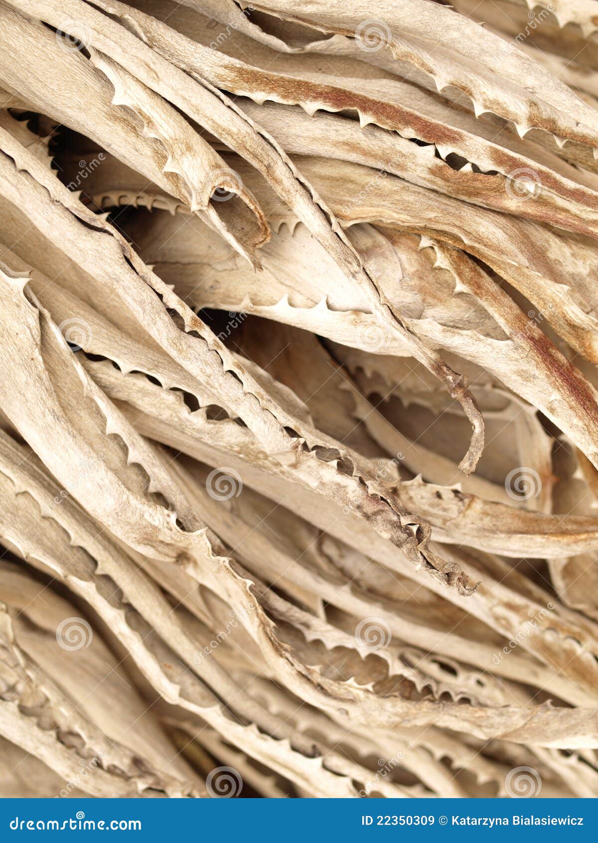 Dry Aloe Vera Plant Background Stock Image - Image of cactus, nature ...