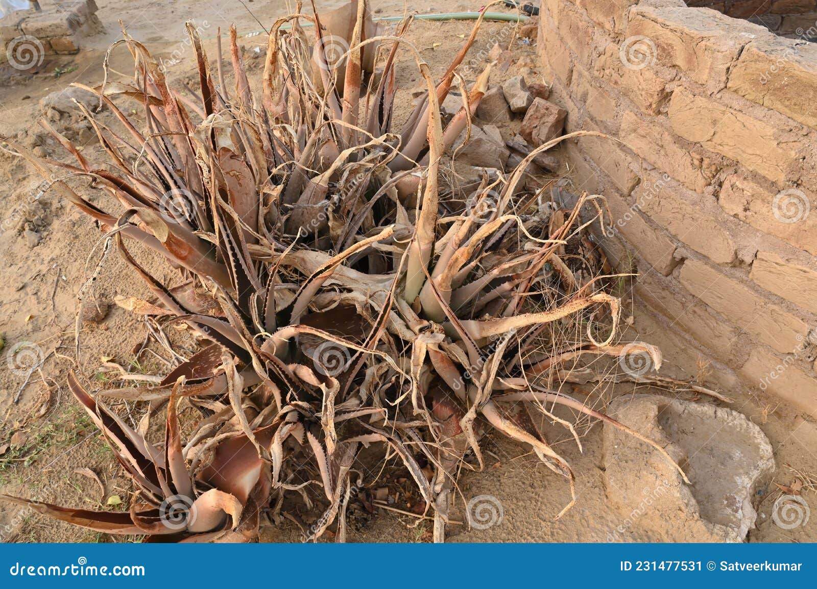 Dry Aloe Vera Plant in India Stock Image - Image of field, canarias ...