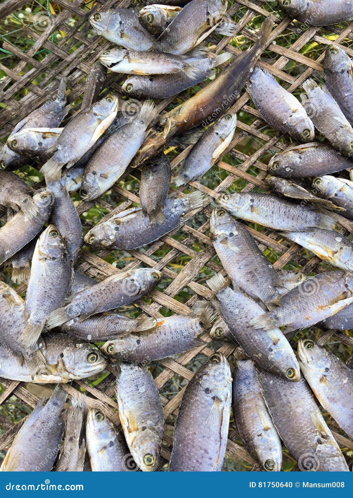 Dry Anabas Testudineus Fish Stock Photo - Image of climbing, thai: 81750640