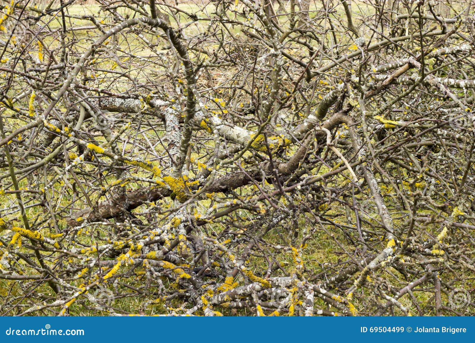 Dry apple branches stock image. Image of background, nature - 69504499