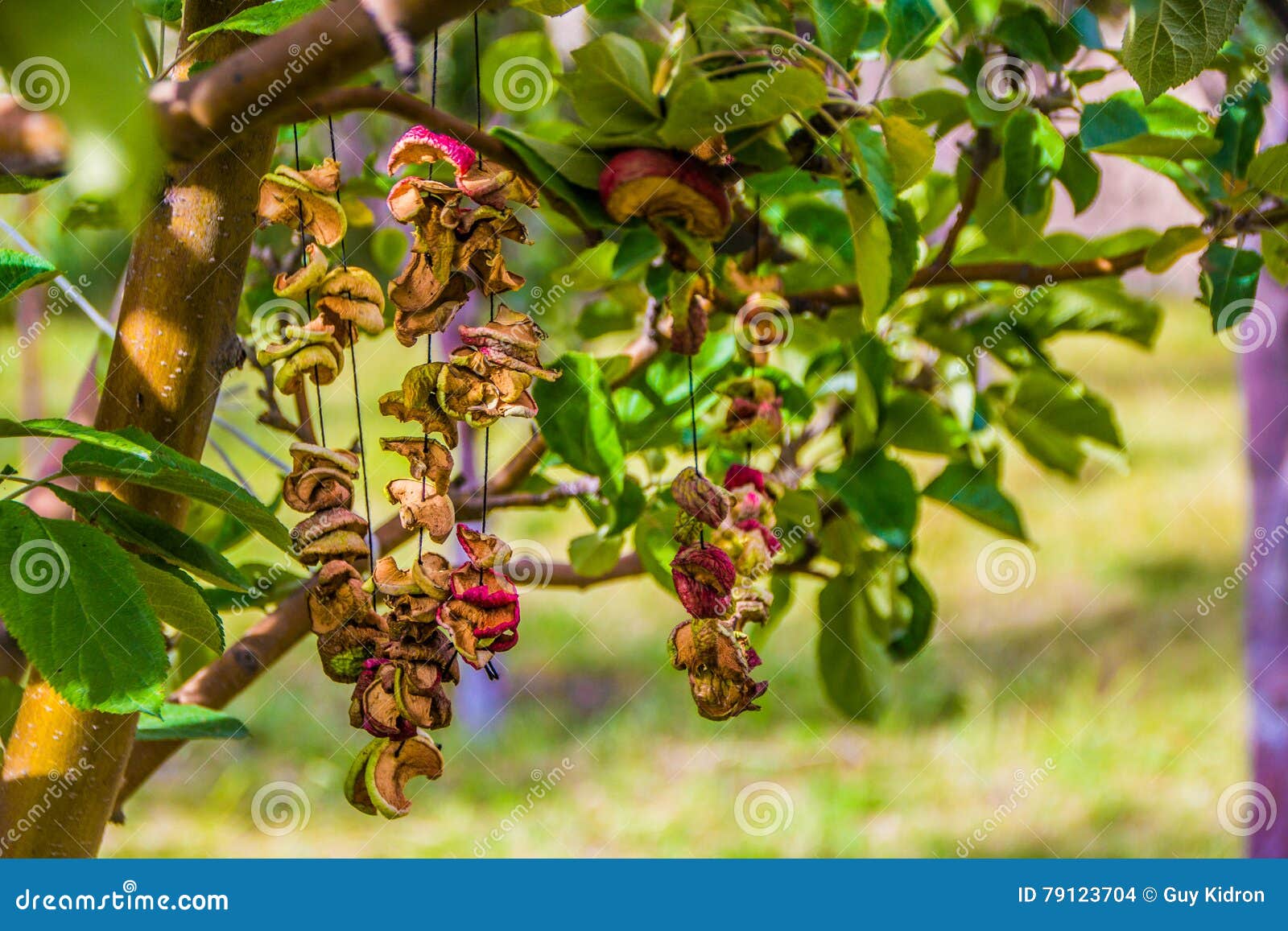 Dry apples stock photo. Image of food, growing, fruit - 79123704