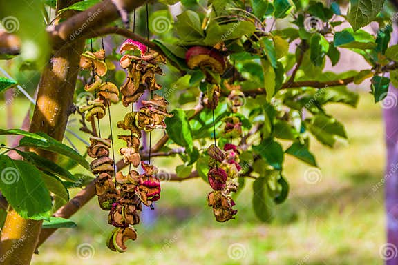 Dry apples stock photo. Image of food, growing, fruit - 79123704