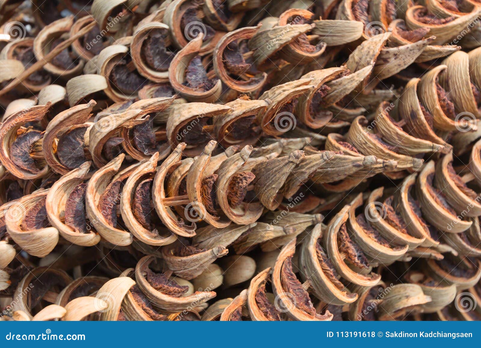 Dry Areca nut or betel nut stock photo. Image of trees - 113191618