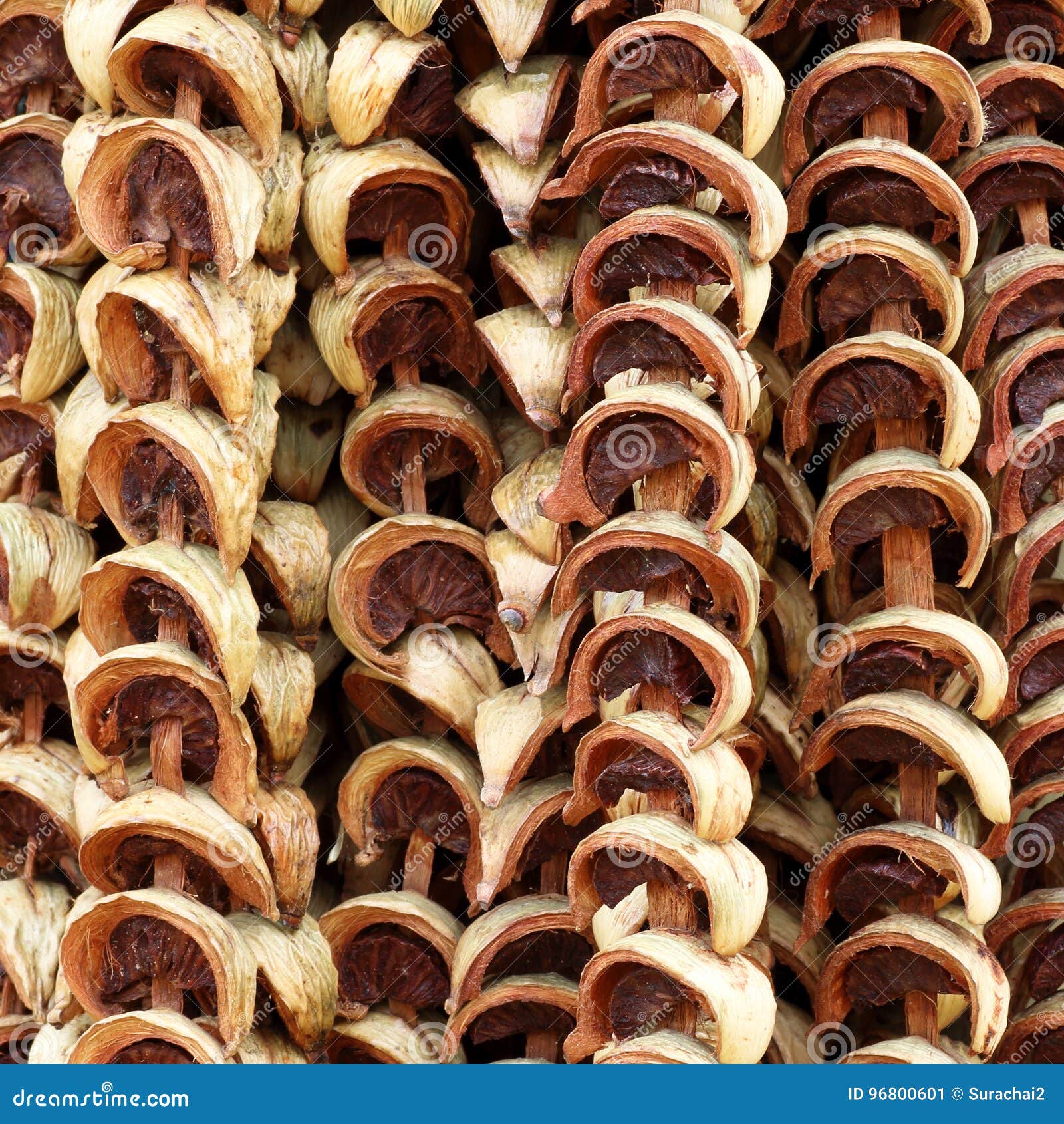 Dry Areca Nuts or Betel Nut or Areca Catechu Stock Image - Image of ...