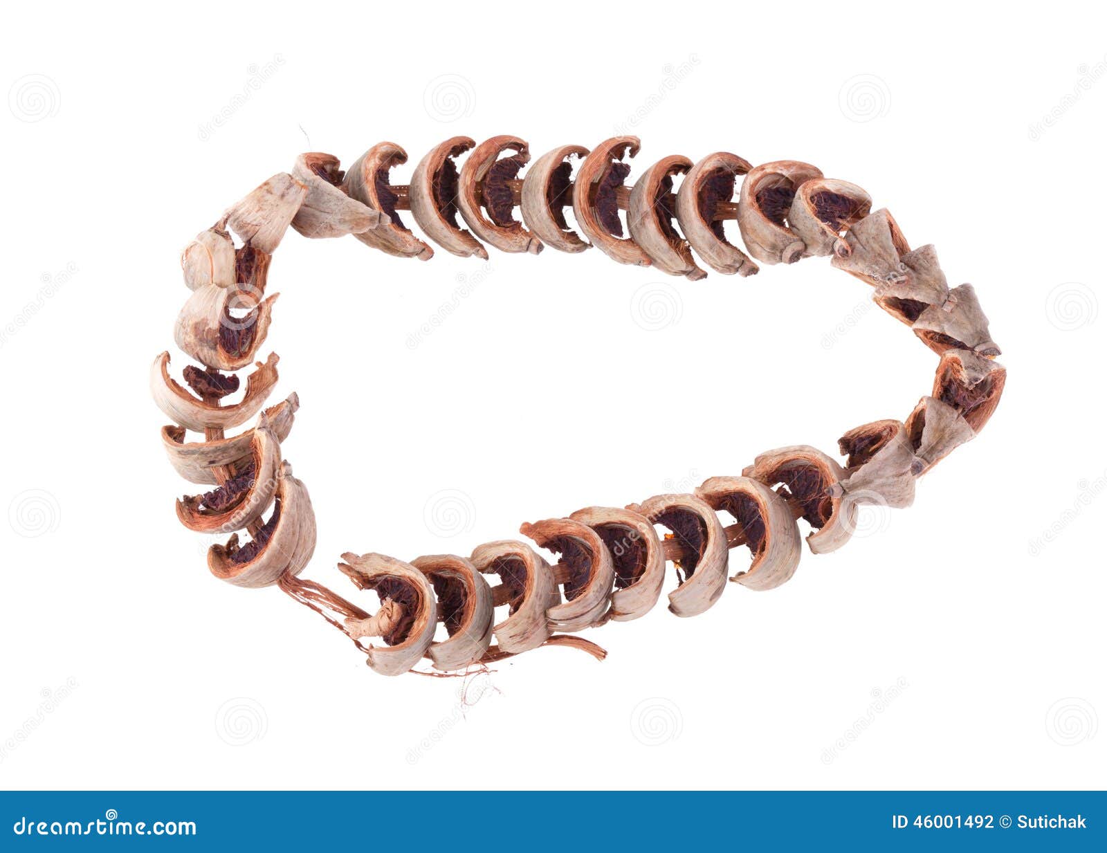 Dry Areca Nuts for Chewing Snack Stock Photo - Image of thailand ...