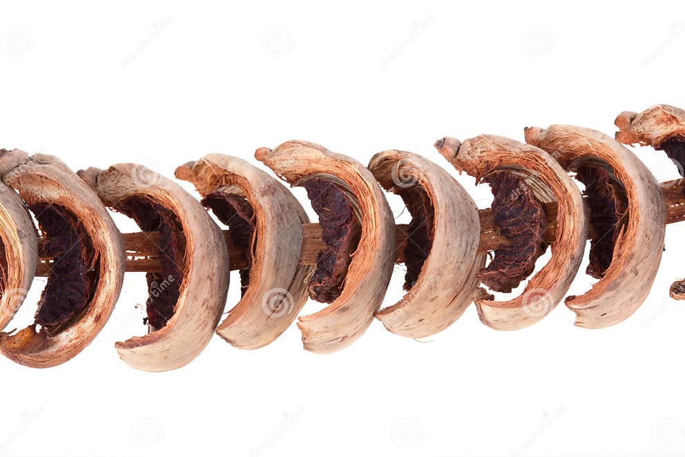 Dry Areca Nuts for Chewing Snack Stock Image - Image of herb, isolated ...