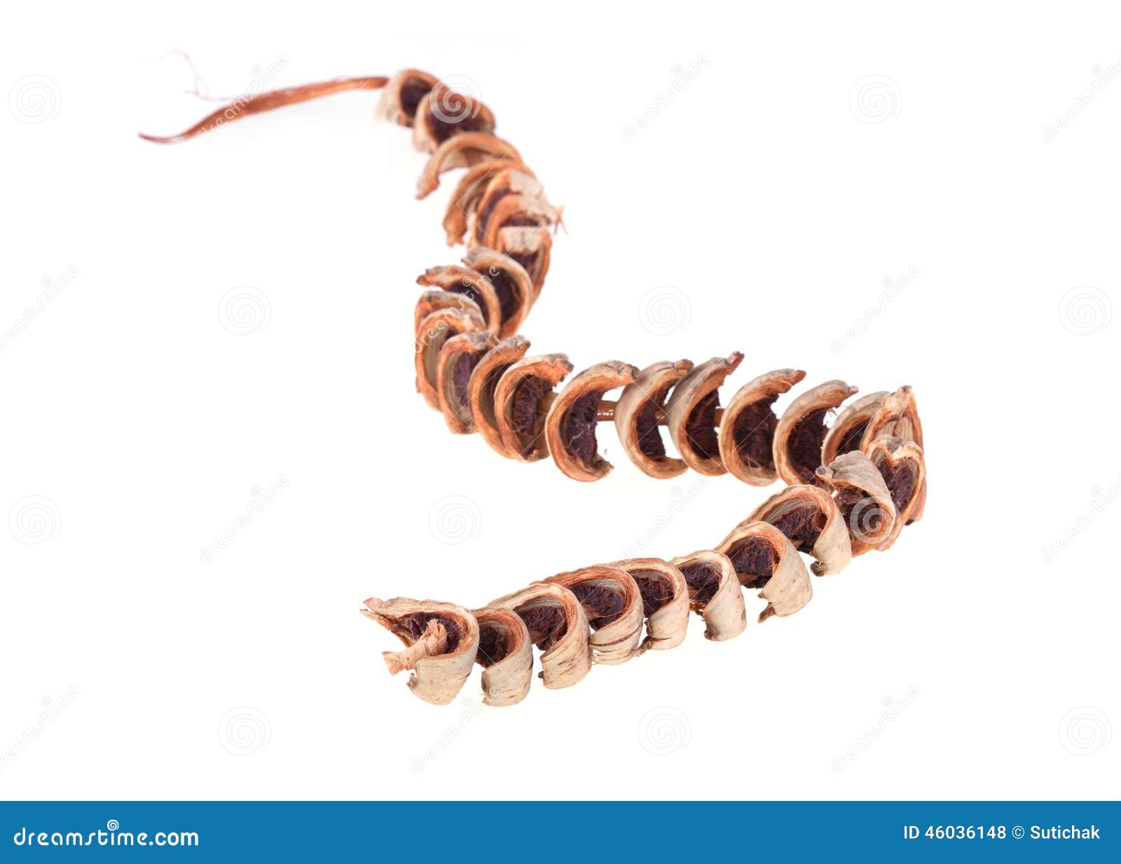 Dry Areca Nuts for Chewing Snack Stock Photo - Image of isolated, asian ...